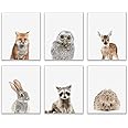 Amazon.com: Baby Woodland Animals Poster Prints - Set of 6 (8x10 ...