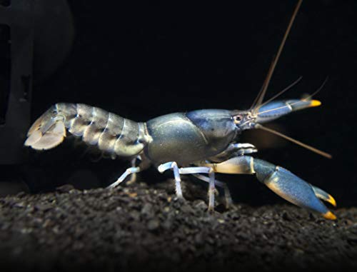 Aquatic Arts 1 Live Emerald Fire Crayfish/Freshwater Lobster (3-4 inch ...