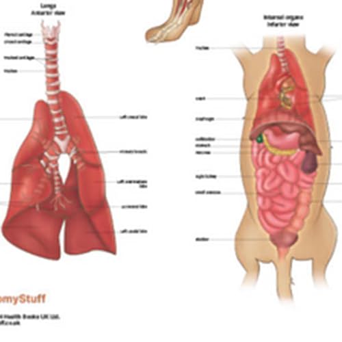 Mua Anatomy Lab Canine Internal Anatomy Poster, LAMINATED, Veterinary ...