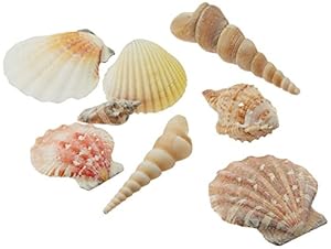 Creative Hobbies?Sea Shells Mixed Beach Seashells - Various Sizes up to ...