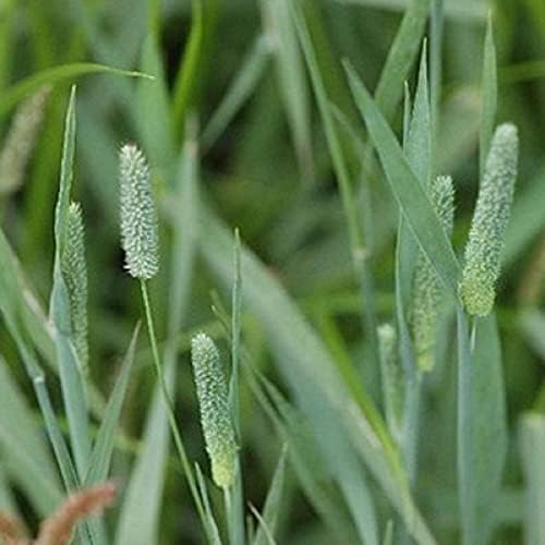 سعر Timothy Grass Seed Tortoise Rabbit Horses (Phleum pratensis) 50g to ...