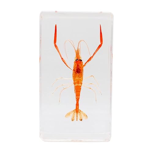 Real Shrimp Insect Specimens in Resin Paperweight Crafts, Insect ...