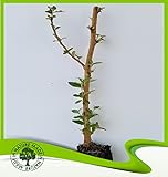 Populus alba - How to grow & care