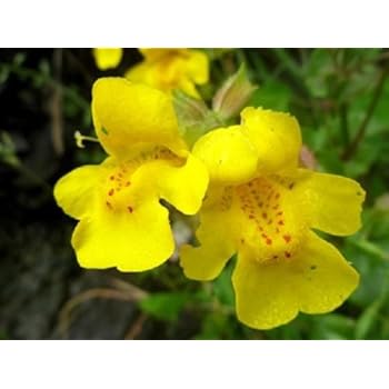 Amazon.com : 250 YELLOW MONKEY FLOWER Mimulus Grandiflorus Flower Seeds ...