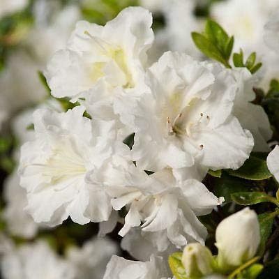 Azalea Japonica Snow Pearl, Azalea Japonica Snow Pearl Plant in 9 cm ...