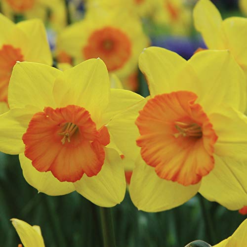 Burpee Smilling Maestro Daffodil | 10 Large Flowering Fall Bulbs for ...