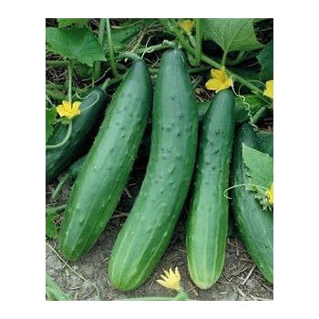 Amazon.com: Dasher II Cucumber 15 seeds: Garden & Outdoor