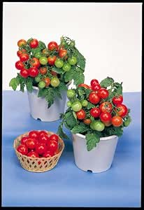 Amazon.com : Red Robin Cherry Tomato - 20 Seeds : Tomato Plants : Patio ...