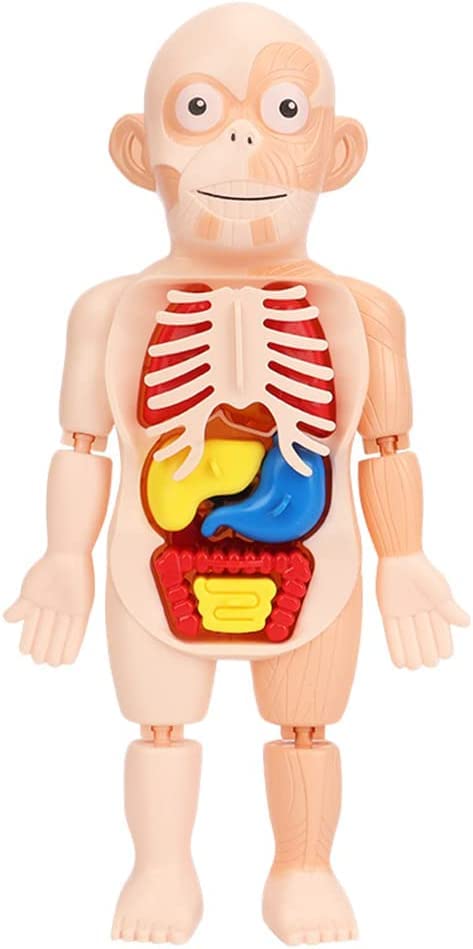 Mua Human anatomy torso model for human body modeling, 3D anatomical ...
