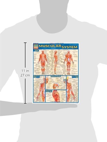 Muscular System (Quick Study Academic) | Pricepulse