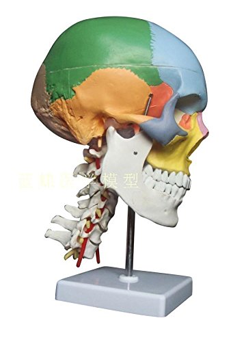 ZJKC Anatomical Lifesize Human Skull Dental 4D Vision Human Anatomical ...
