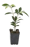 Eugenia reinwardtiana - How to grow & care