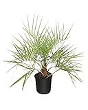 Butia capitata - How to grow & care