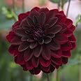 Amazon.com : Votaniki Arabian Night Flowering Dahlia Bulbs - Dark ...