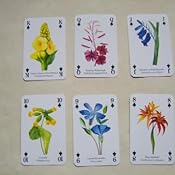 Heritage Playing Cards - Wild Flowers Playing Cards: Amazon.co.uk: Toys ...