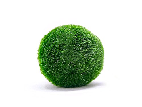 Aquatic Arts 5 Marimo Moss Balls - Small/Nano Aquarium Ball Set. Unique ...