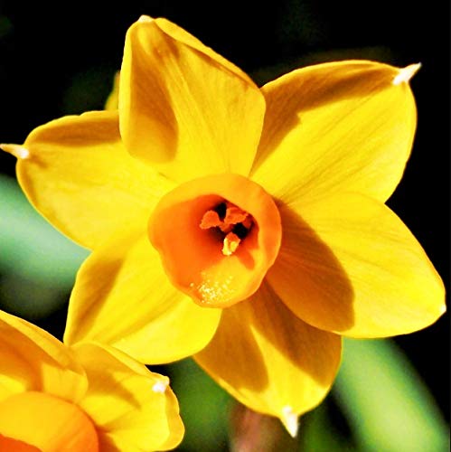Navya germination Beautiful Flower Nargis Narcissus Imported Best Pack ...