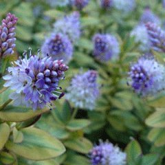 Hebe 'Blue Surprise' 15cm Pot Size: Amazon.co.uk: Garden & Outdoors