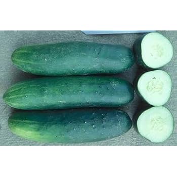 Amazon.com: Dasher II Cucumber 15 seeds: Garden & Outdoor