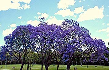 Buy PlenTree Jacaranda Cuspidifolia, Blue Rare Flowering Trumpet Tree ...