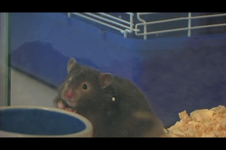 Watch How to Teach a Pet Mouse Tricks on Amazon Live