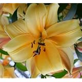 Amazon.com : Breathtaking & Spectacular Black Calla Lily Odessa Bulb, Plant, Root Start : Garden ...