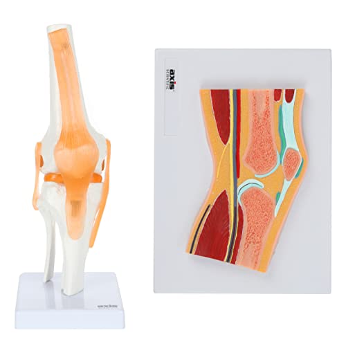 Axis Scientific Functional Knee Joint Anatomy Model Set Includes ...