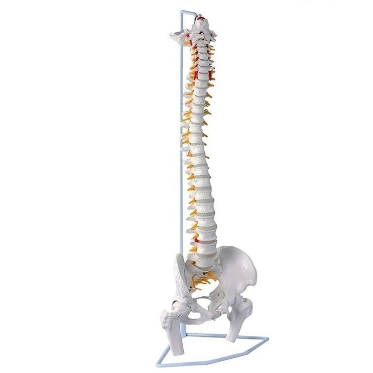 Mua Human Body Model, Bone Life-size Vertebrae, Life-size, 35.4 inches ...