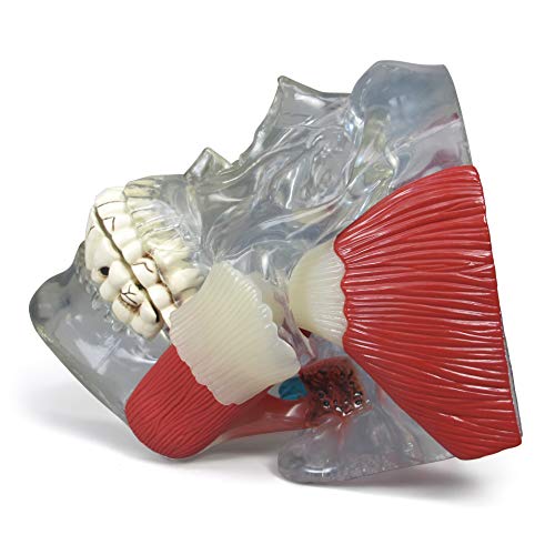 TMJ Temporomandibular Bone Joint Model in Saudi Arabia | Whizz