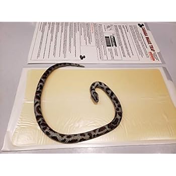 Amazon.com : Cahaba Snake Trap Snake Glue Board 3-Pack Commercial Grade ...