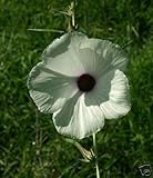 Amazon.com : 10 KENAF HIBISCUS Cannabinus Indian Hemp Red Flower Seeds ...