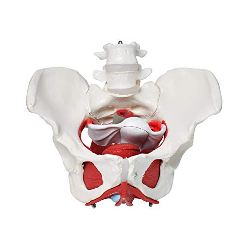 Wadoy Pelvic Floor Model, Female Pelvis Model, Pelvic Floor Muscle ...