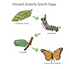 24PCS Life Cycle Figures,Insect Figurines Life Cycle of Monarch ...