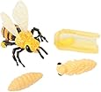 Insect Lore BEE LIFE CYCLE STAGES: Amazon.co.uk: Toys & Games