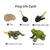 UANDME 5PCS Frog Life Cycle Figures Realistic Frog Life Stages Model ...