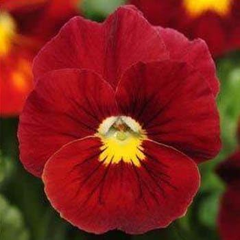 Amazon.com: Outsidepride Pansy Scarlet - 2000 Seeds: Garden & Outdoor