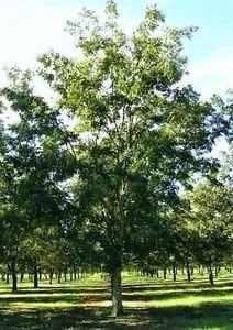 Amazon.com: Stuart Pecan Tree, attractive foliage, harvest your own ...