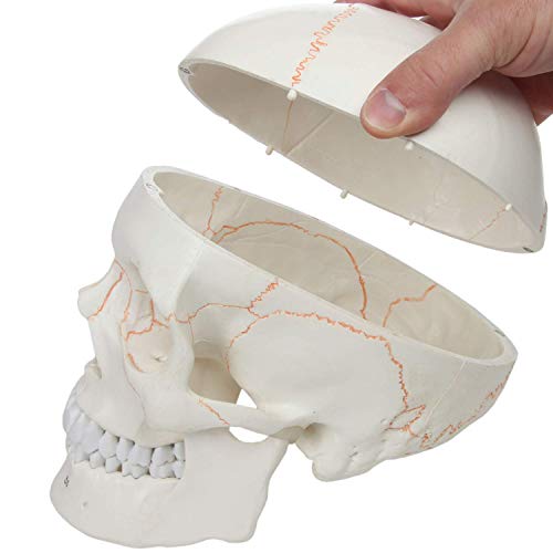 Axis Scientific 3 Part Life Size Numbered Human Skull with Removable ...