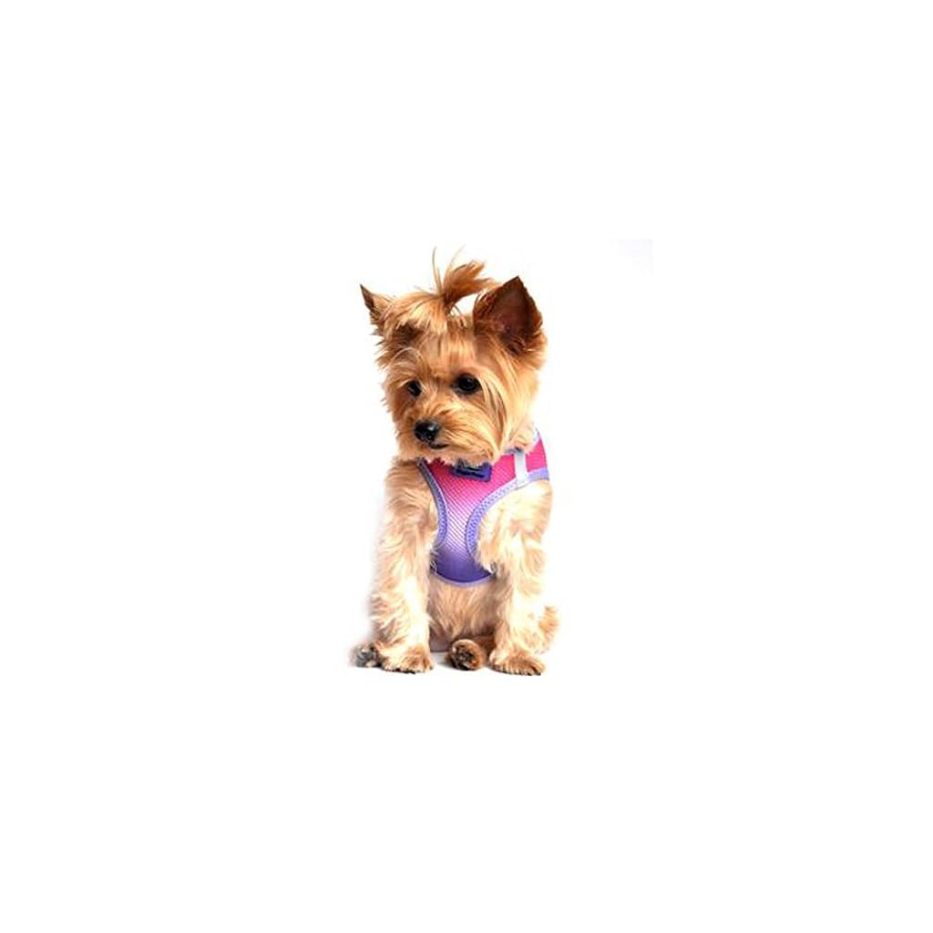 Online Yorkie Clothes and Accessories Store - Yorkie Clothing