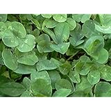 Amazon.com : Micro Clover Ground Clover Seeds (1/2 lb.) : Patio, Lawn ...