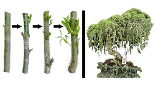 2 Australian Willow Bonsai Trees Fresh Cutting - Extensive Thick Trunks ...