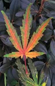 Amazon.com : Tiger Rose Japanese Maple 2 - Year Live Plant : Maple ...