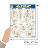 Anatomy QuickStudy Laminated Reference Guide (QuickStudy Academic) in Oman | Whizz Anatomy