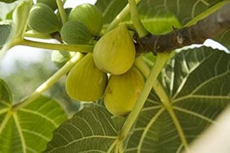 FICHI ALBERO DA FRUTTO ALBERO FICO PIANTA DI FICO "DOTTATO" FRUTTA ...