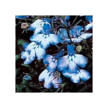 Amazon.com : 200 BLUE SPLASH LOBELIA Regatta Erinus Flower Seeds ...