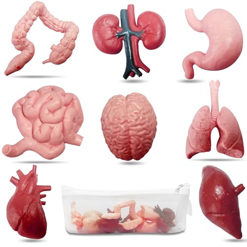 Mua 8 Pcs Human Body Model for Kids Human Organ Model Anatomy, 3D ...