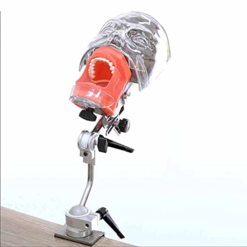 VCJNMQ Dental Phantom Head Model, Dental Simulator Phantom Head ...