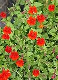 Amazon.com : 250 YELLOW MONKEY FLOWER Mimulus Grandiflorus Flower Seeds ...