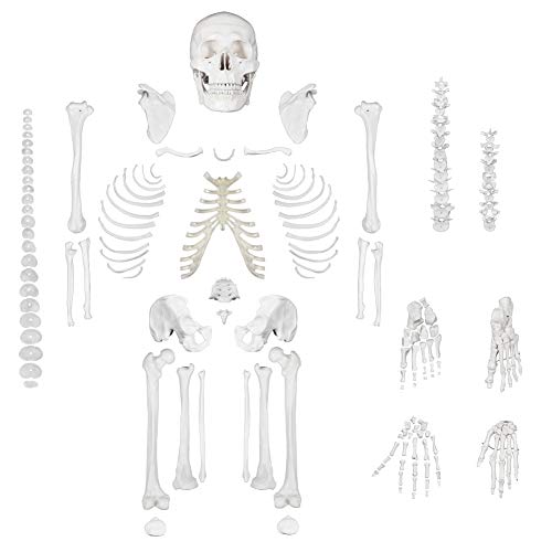breesky Disarticulated Human Skeleton Model for Anatomy Life Sized ...