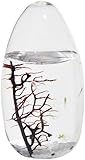Amazon.com : EcoSphere Closed Aquatic Ecosystem, Small Sphere ...